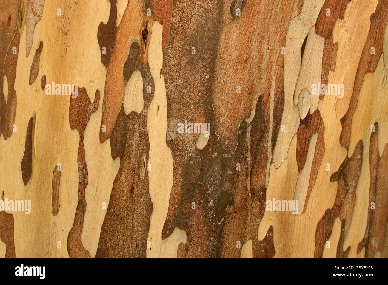 Tree skin hi-res stock photography and images - Alamy