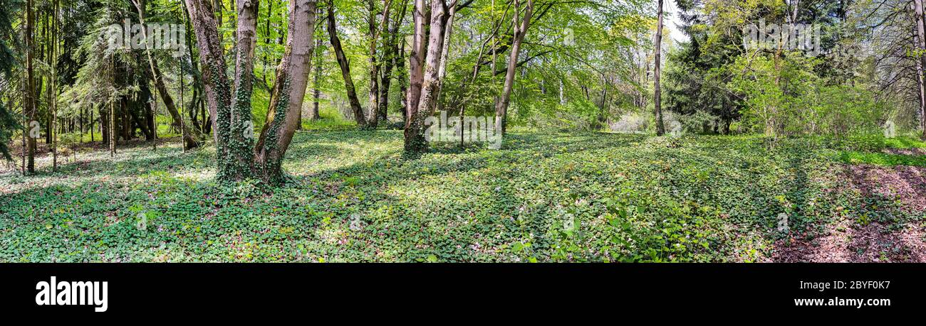 Curly tree trunks hi-res stock photography and images - Alamy