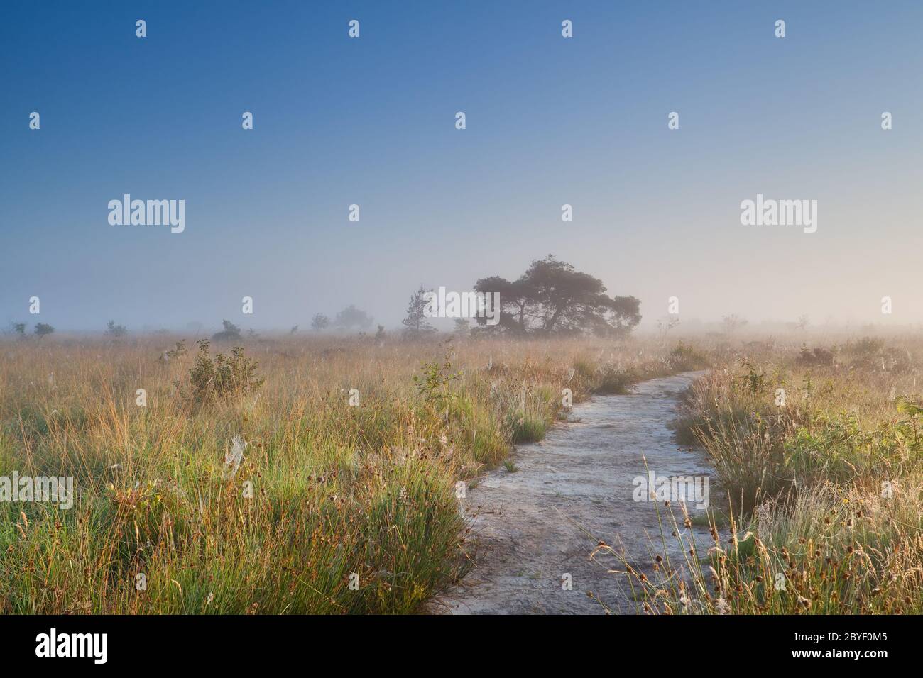 path through swamp in misty summer morning Stock Photo - Alamy