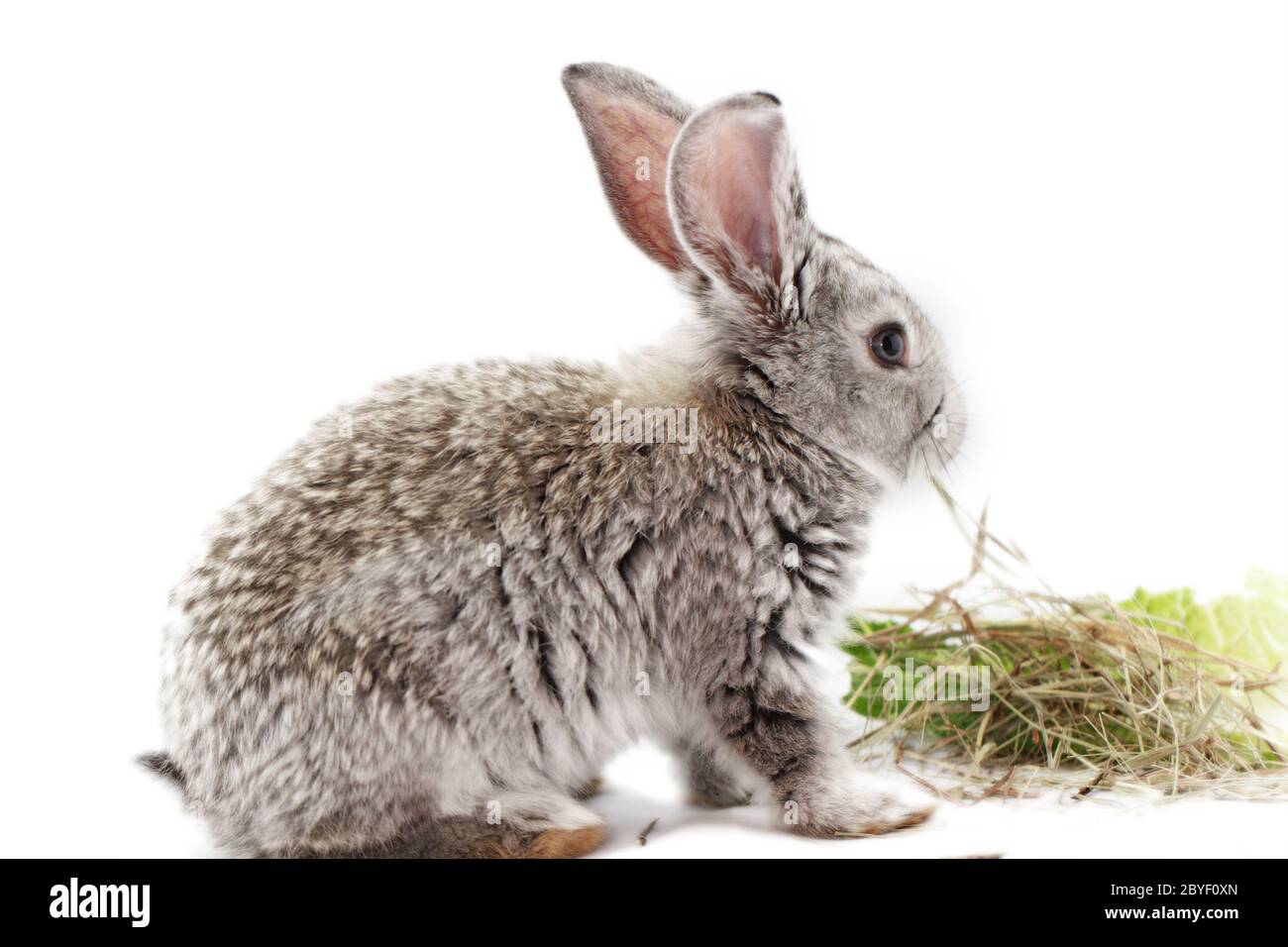 Gray rabbit bunny isolated on white background Stock Photo - Alamy
