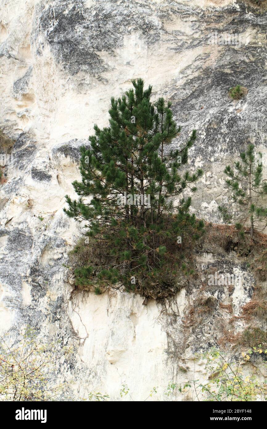 Limestone rock face and pine Stock Photo - Alamy