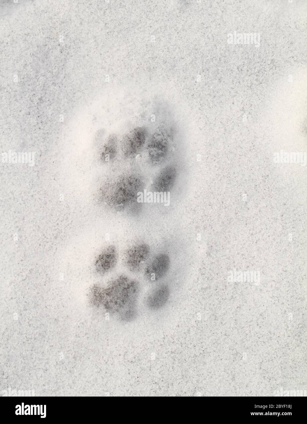 Kitty footprint in the snow (close up Stock Photo - Alamy