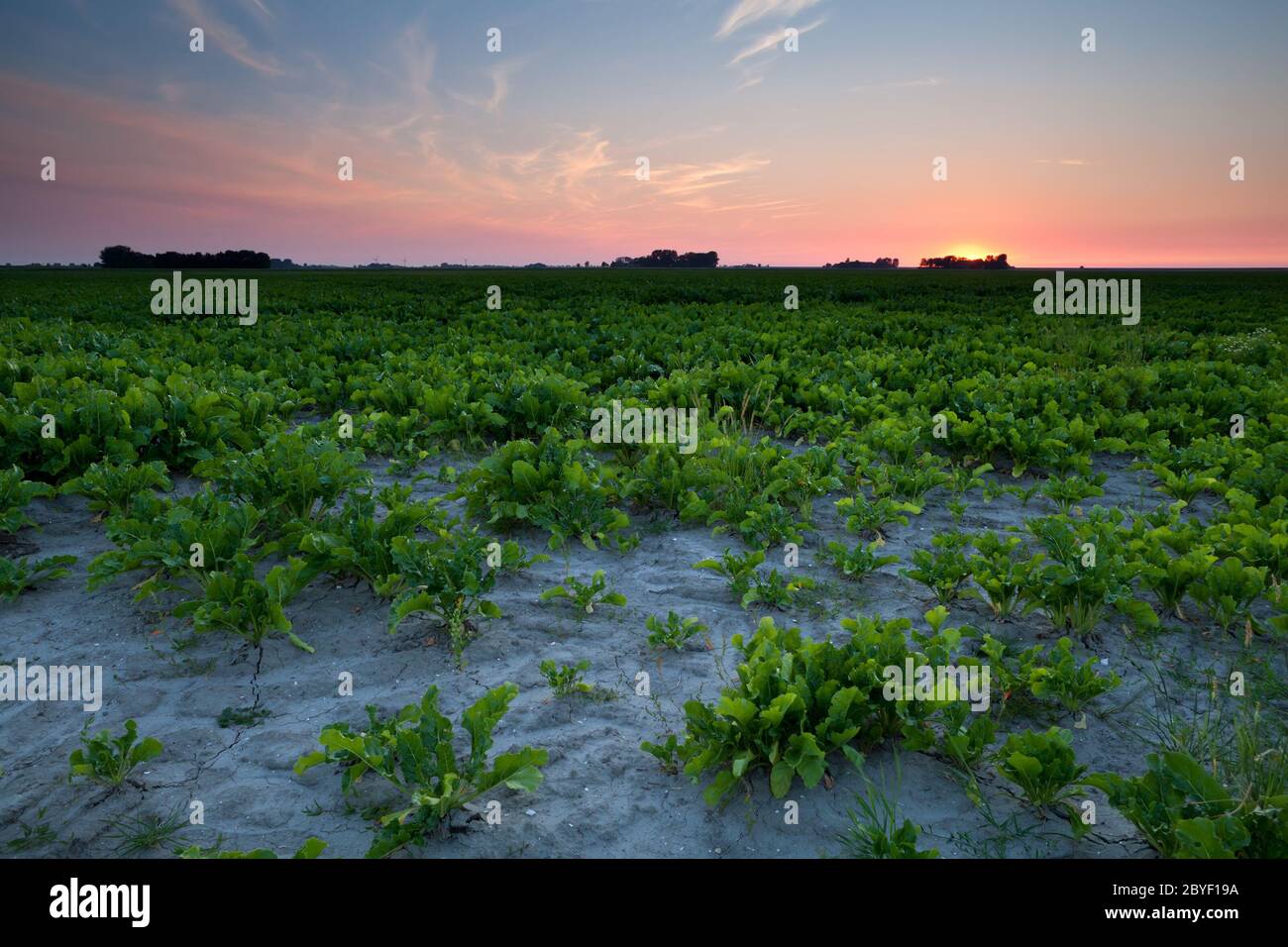 summer sunset over beet field Stock Photo - Alamy