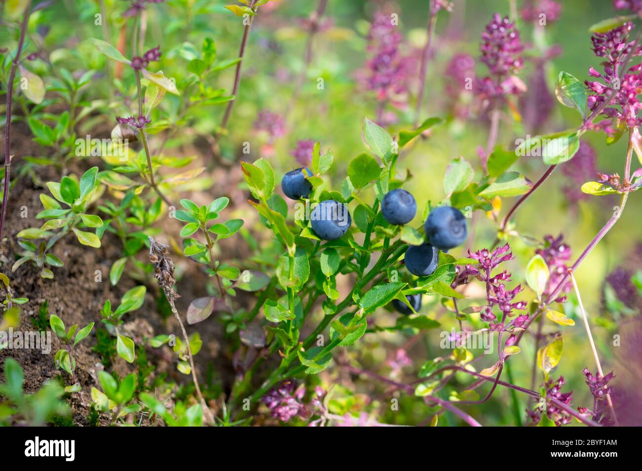 Wild Blueberry, Organic, Forest, Healty Food, Nature Stock Photo - Alamy