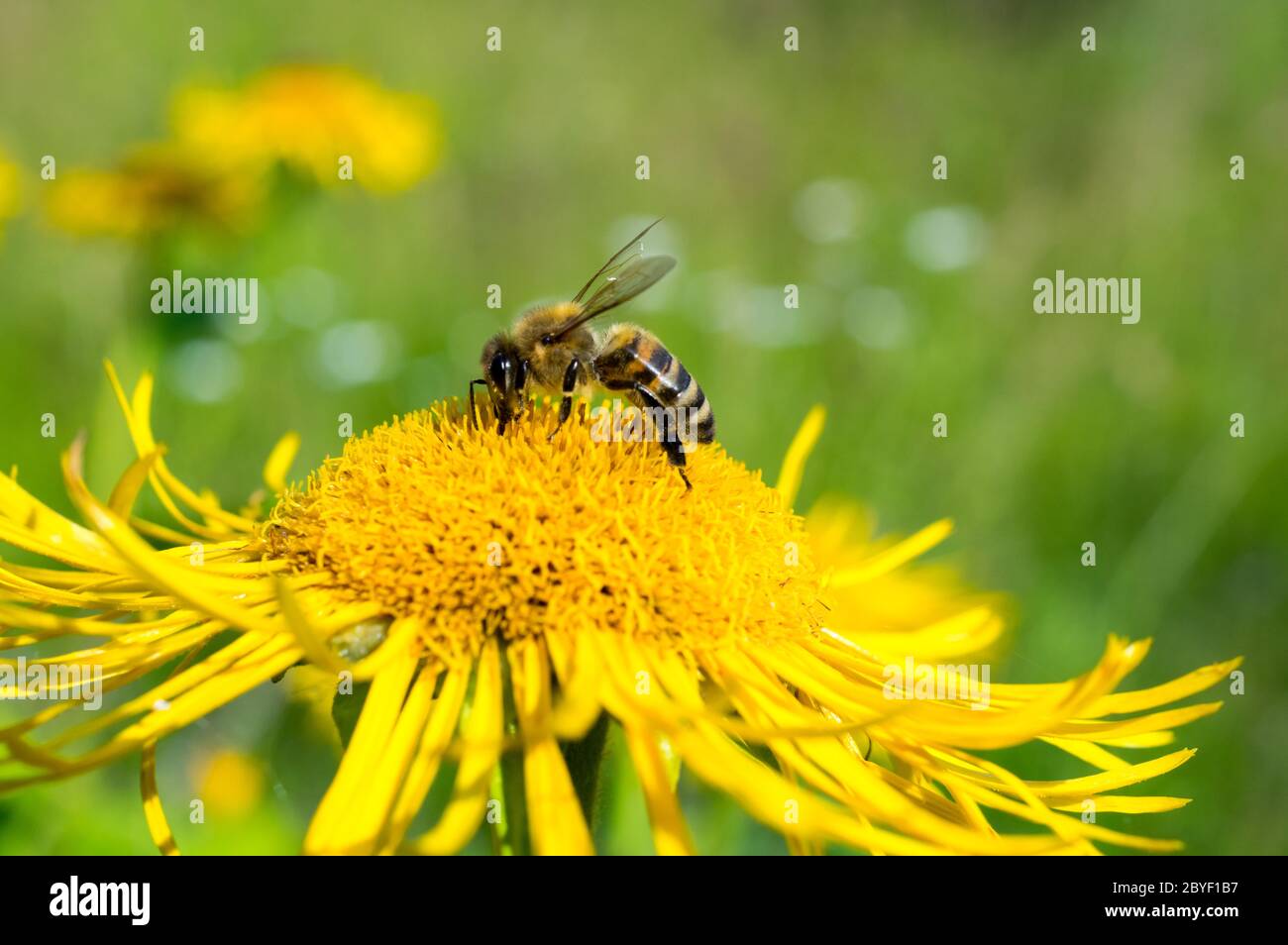 Polen flower detail hi-res stock photography and images - Alamy