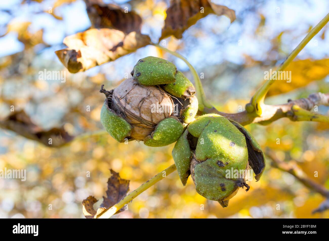 Wallnut tree hi-res stock photography and images - Alamy