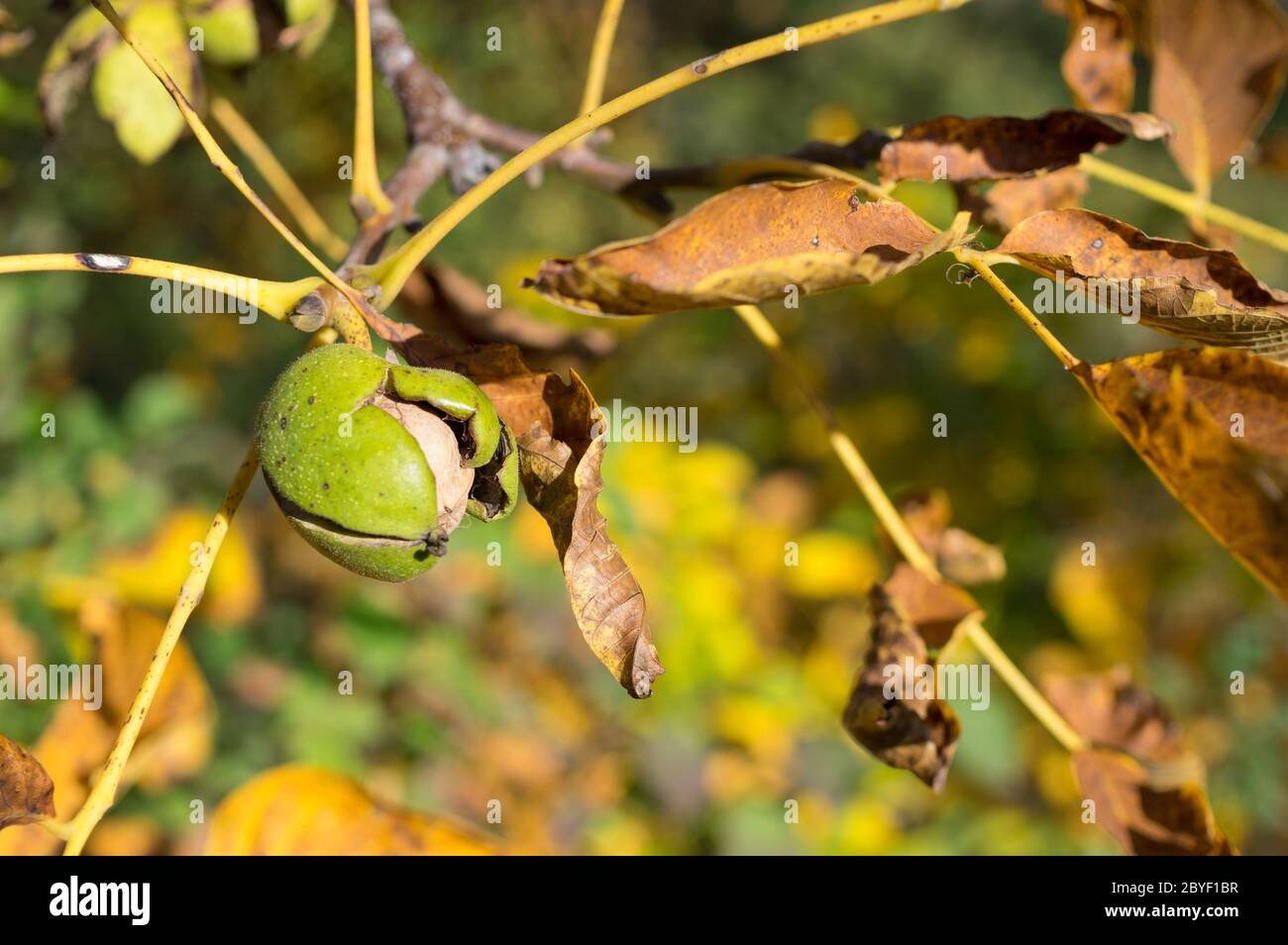 Wallnut open hi-res stock photography and images - Alamy