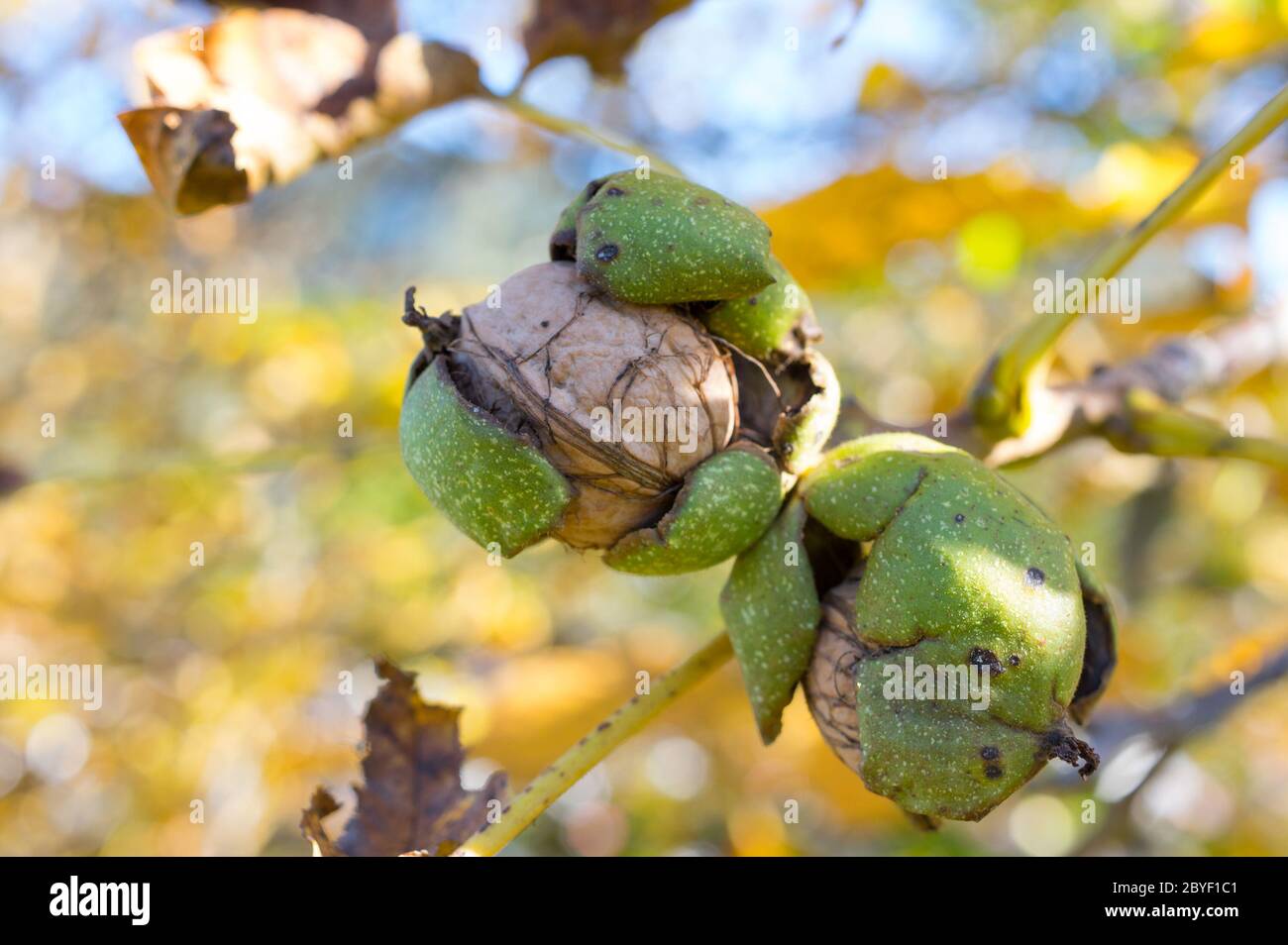 Wallnut tree hi-res stock photography and images - Alamy