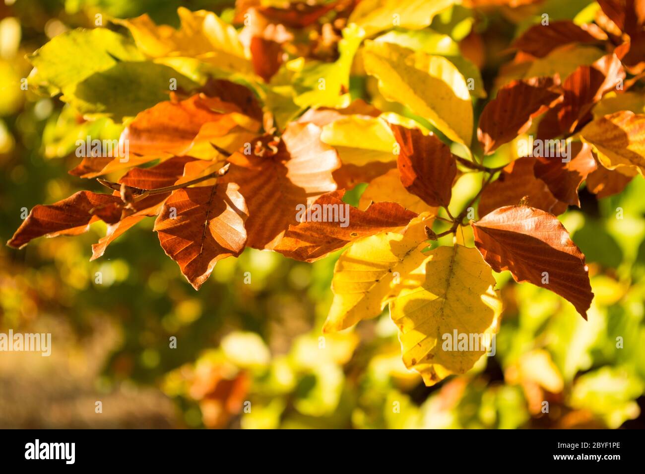 Autumn Colors - Lush Foliage - backgrounds Stock Photo - Alamy