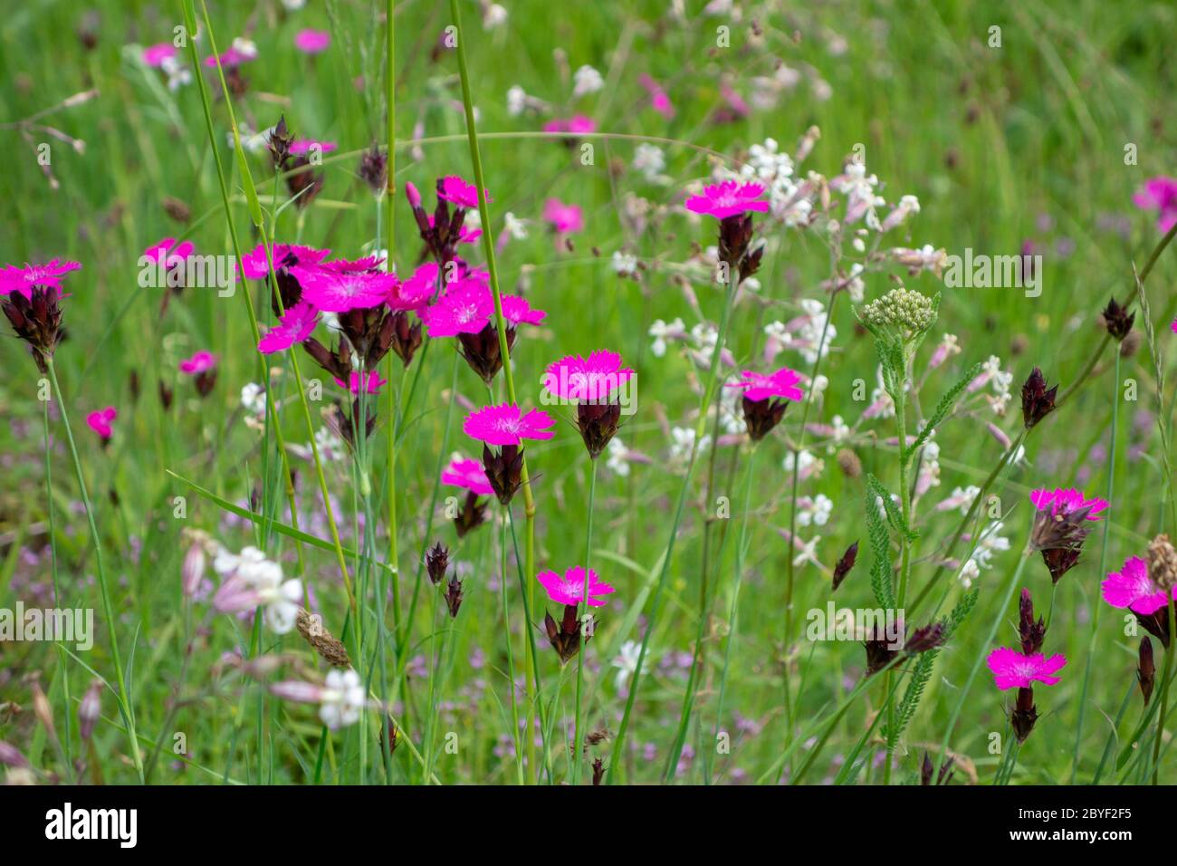 Grass carnations hi-res stock photography and images - Alamy