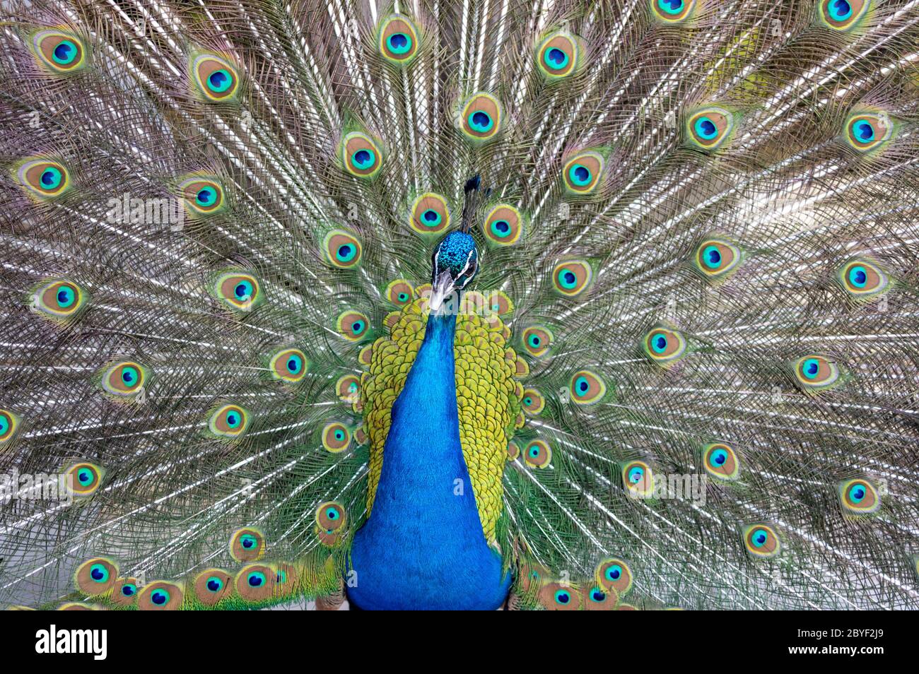 Beautiful colorful Hues of a male peacock Stock Photo - Alamy