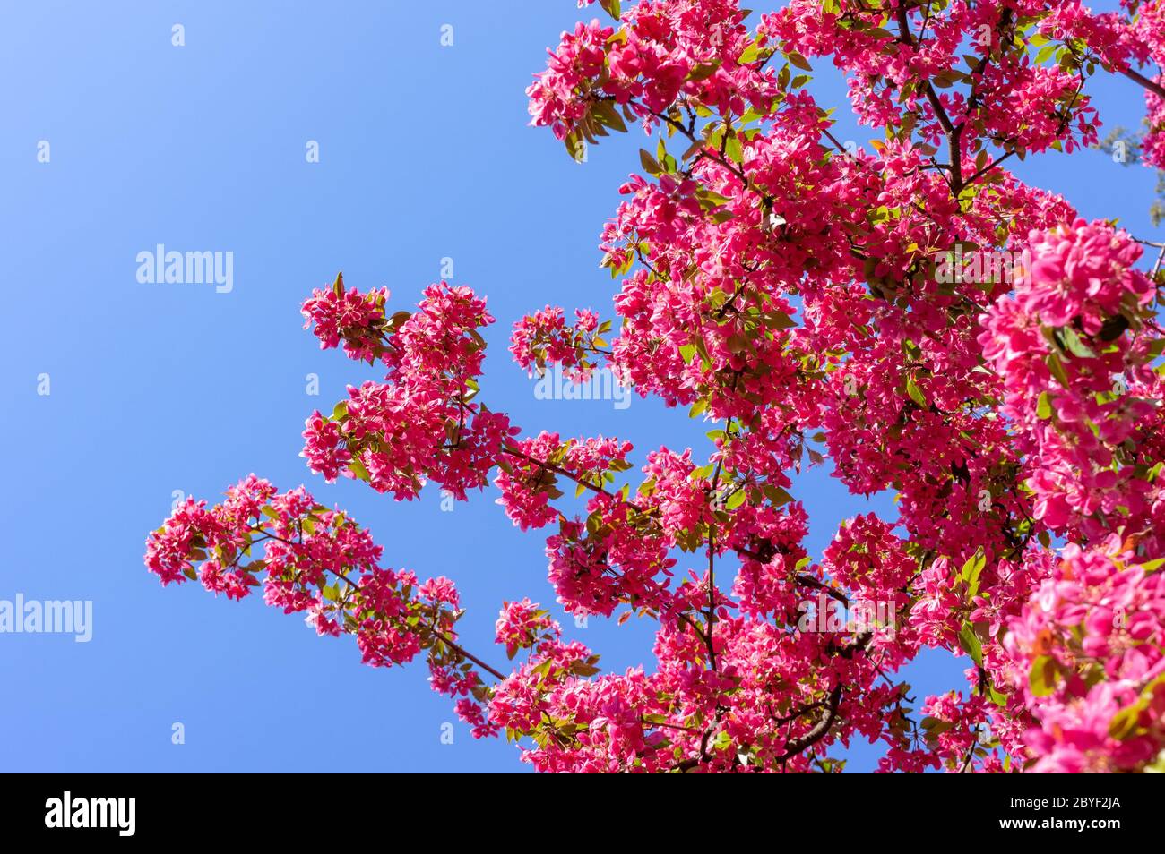 Pink Flowers Blossoms on the Branches Stock Photo - Alamy