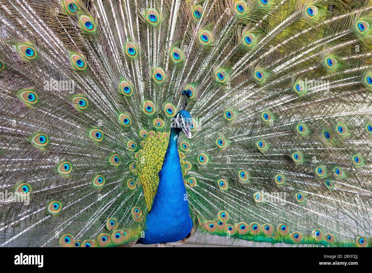 Beautiful colorful Hues of a male peacock Stock Photo - Alamy