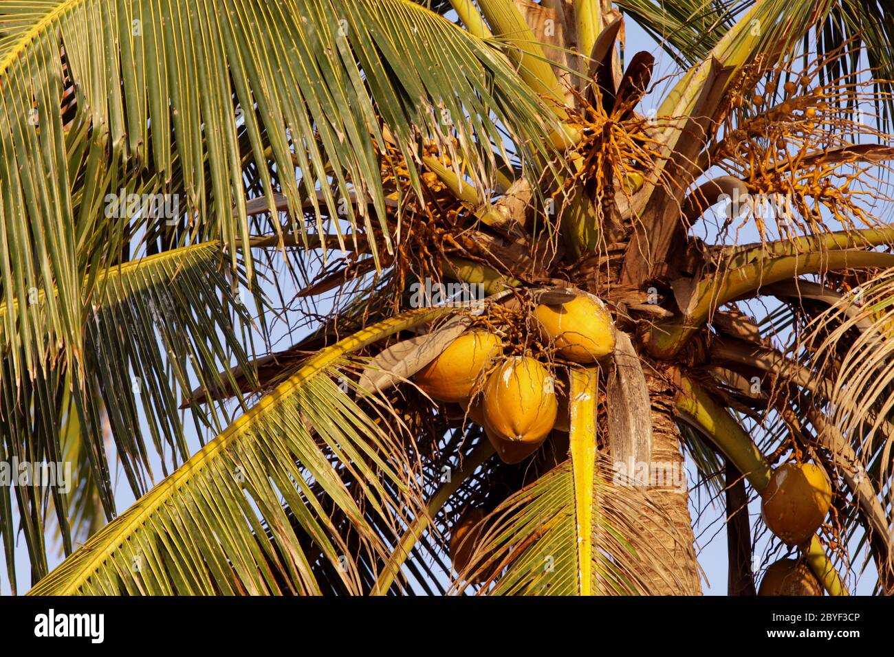 Close Up Coconut Tree High Resolution Stock Photography and Images - Alamy