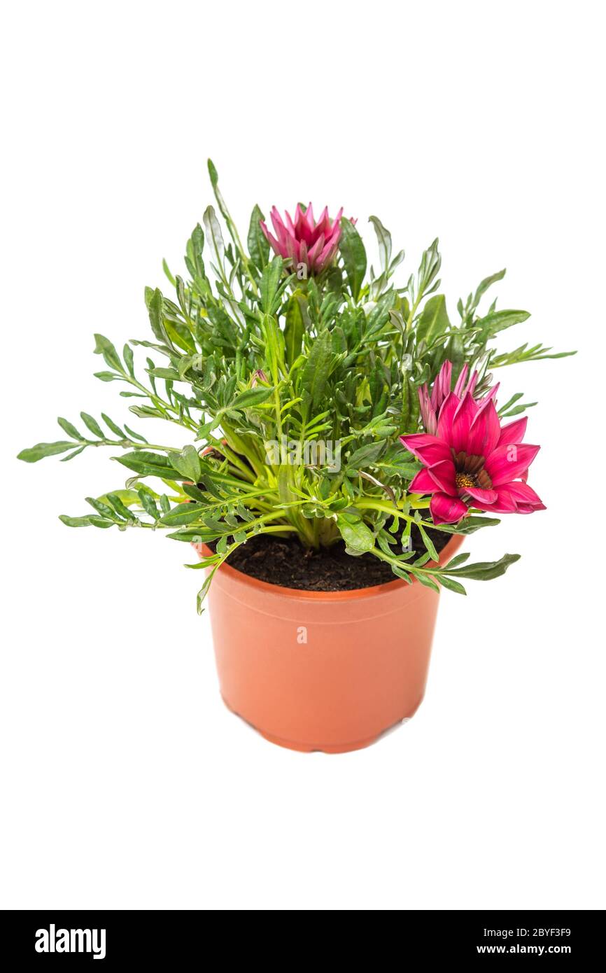 Gazania pot hi-res stock photography and images - Alamy