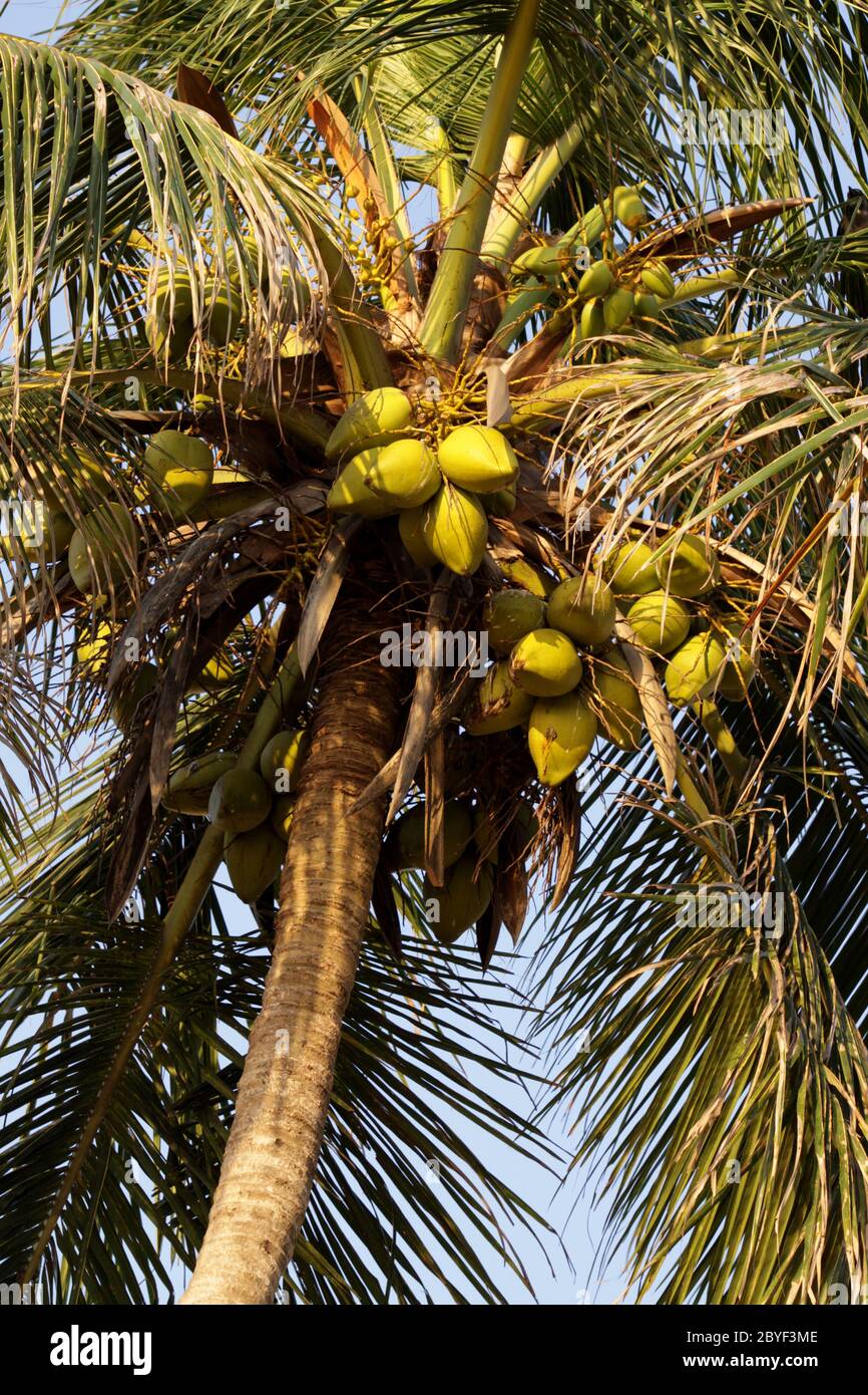 Close up of Coconut Tree Stock Photo - Alamy