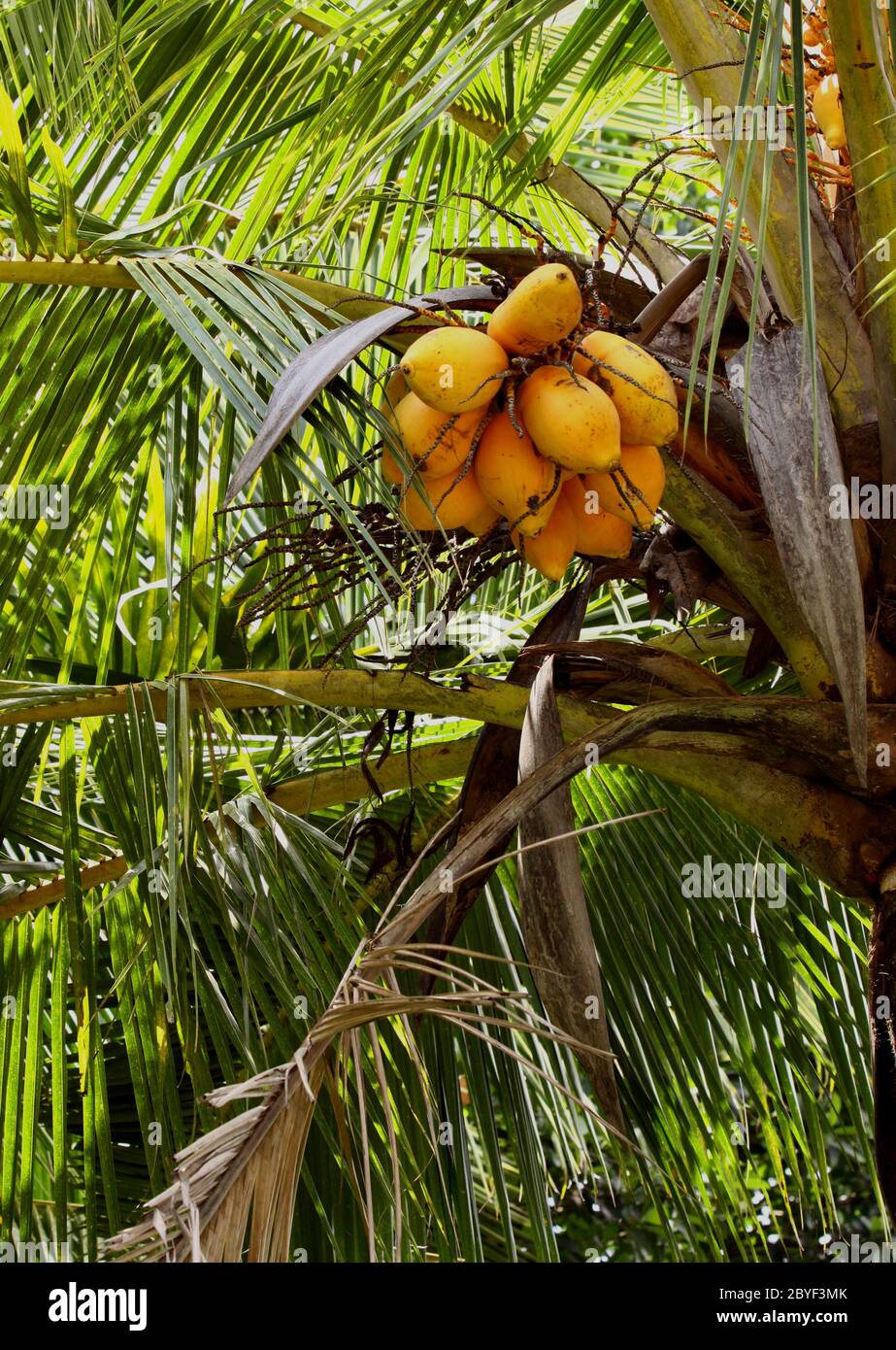 Close Up Coconut Tree High Resolution Stock Photography and Images - Alamy