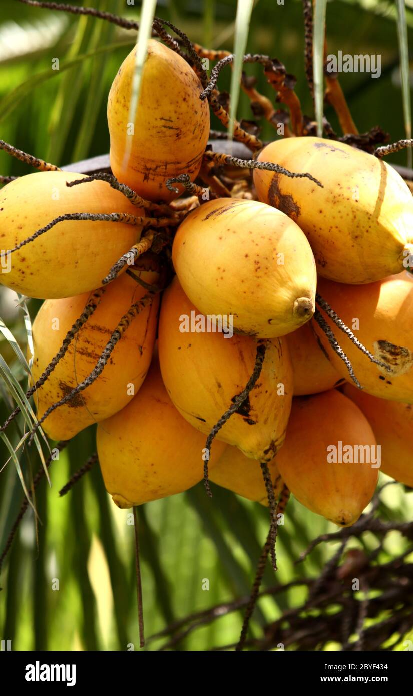 Close up coconut tree hi-res stock photography and images - Alamy