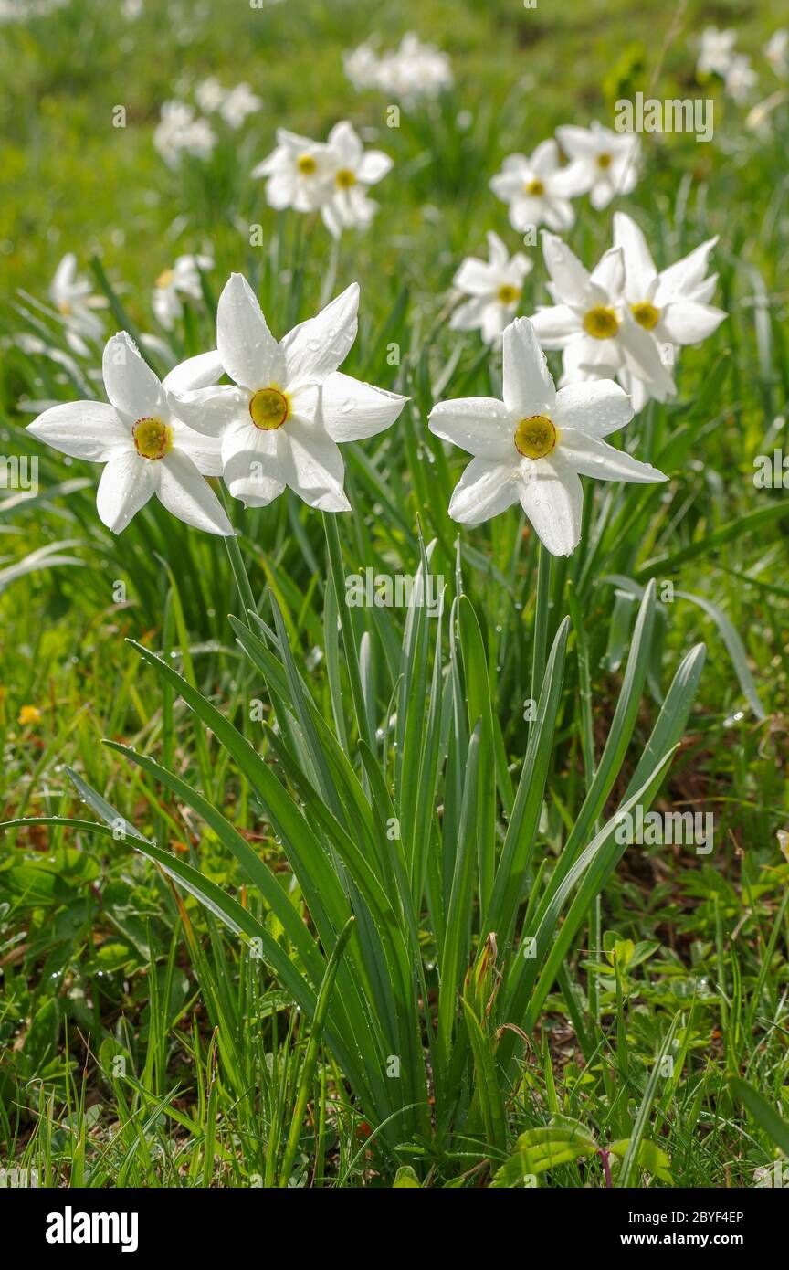 Wild daffodils field hi-res stock photography and images - Alamy
