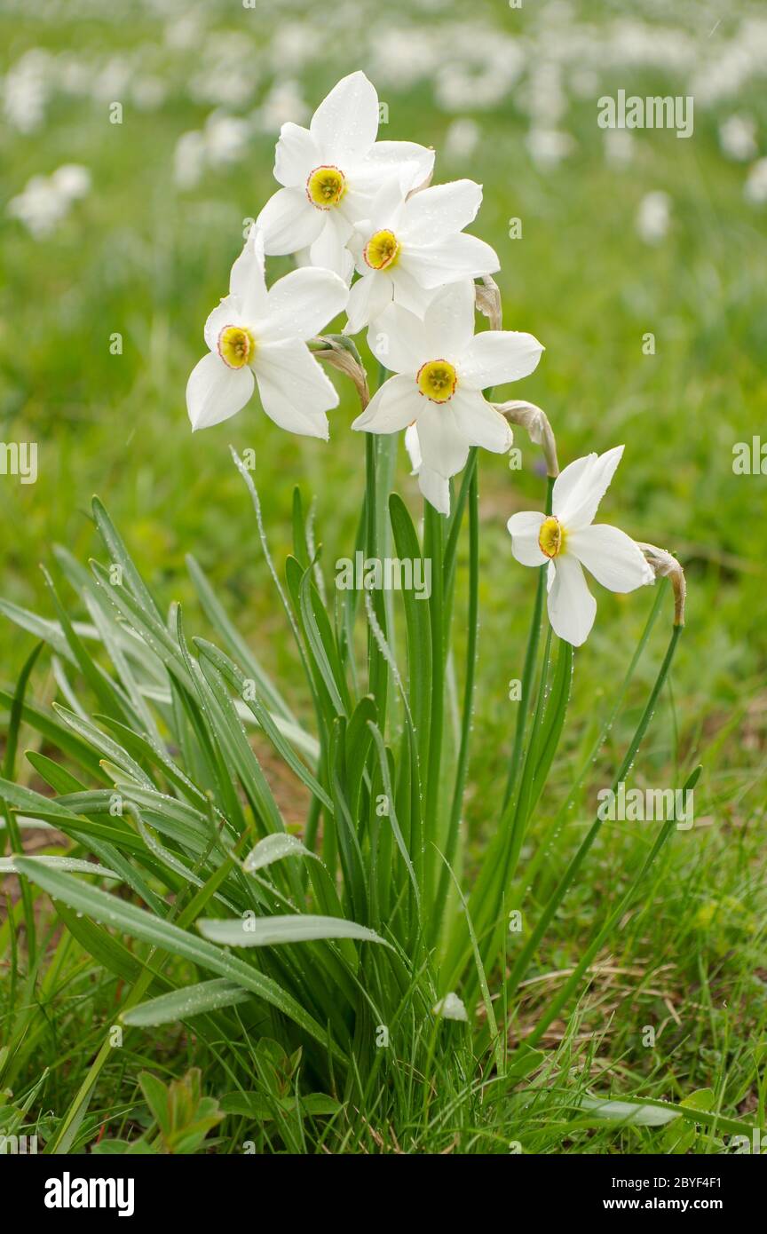 Wild daffodils field hi-res stock photography and images - Alamy