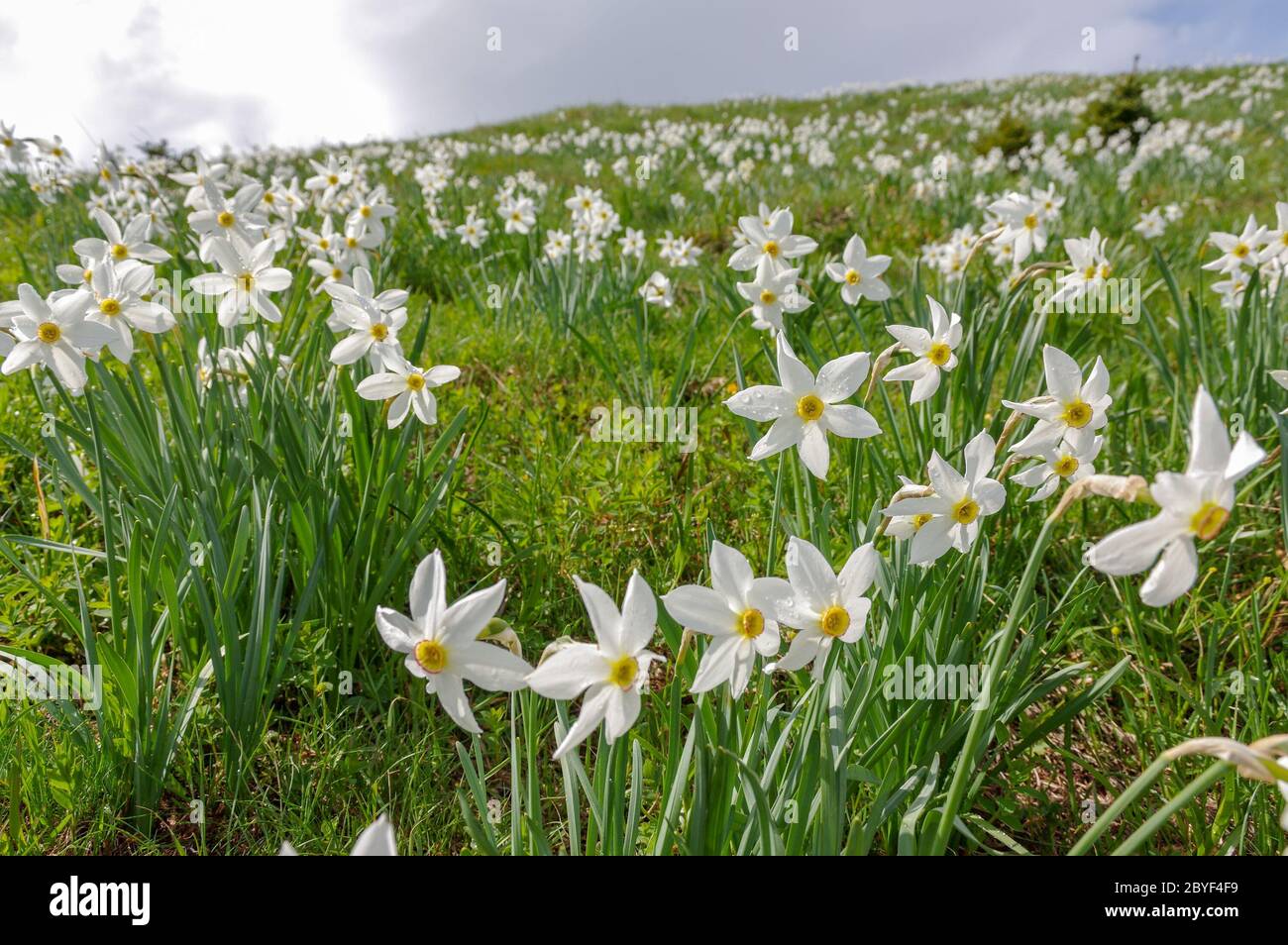 Wild daffodils field hi-res stock photography and images - Alamy