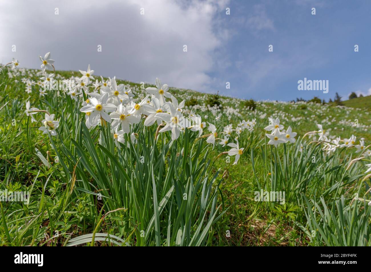 Wild daffodils field hi-res stock photography and images - Alamy