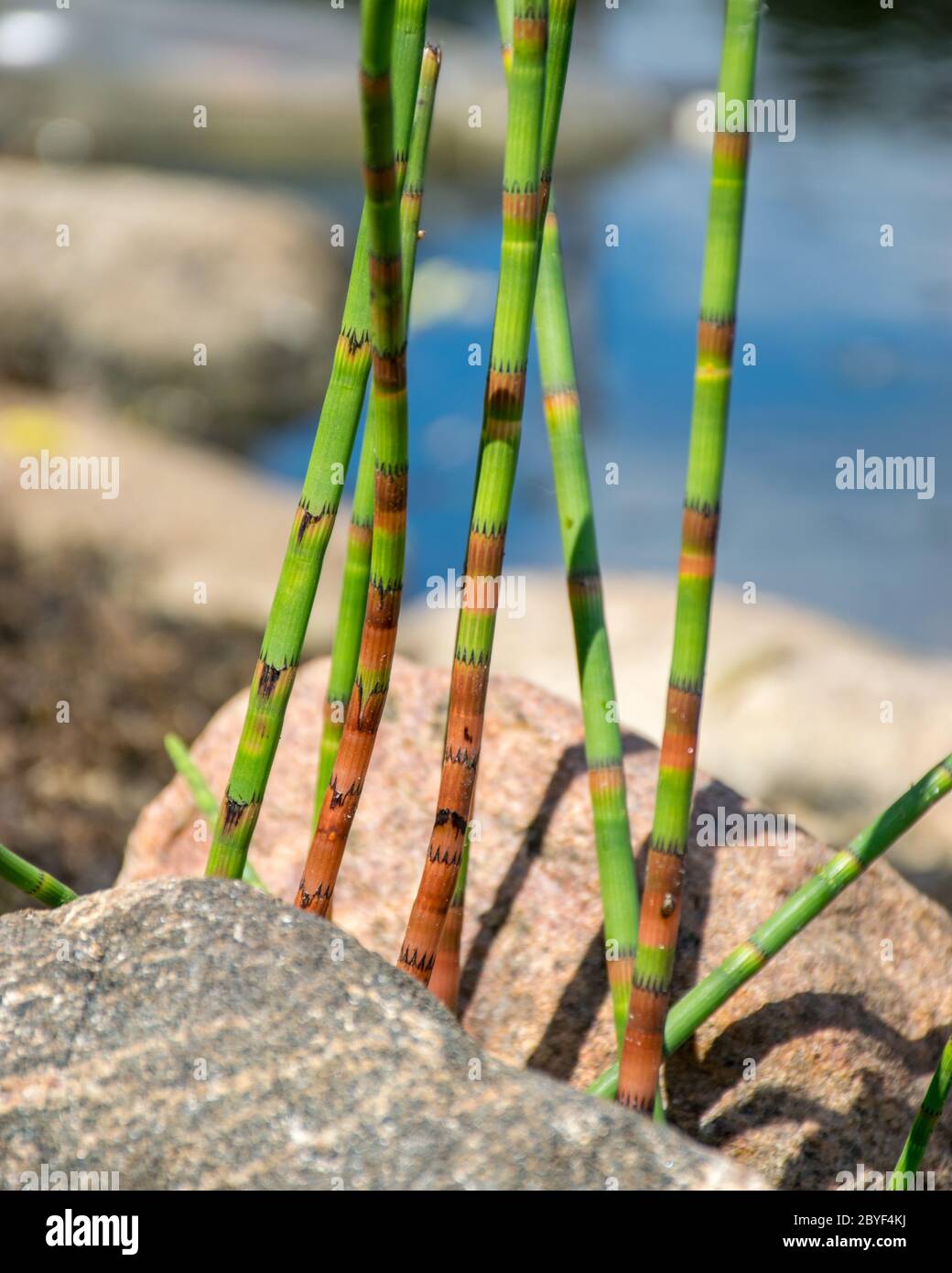 Watergrass hi-res stock photography and images - Alamy
