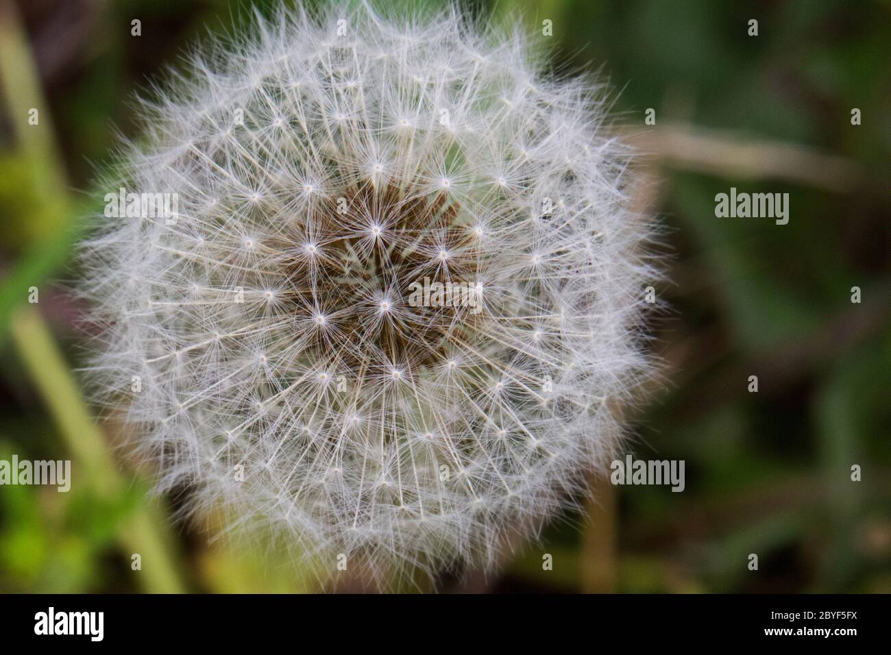 Fuzzy seed head hi-res stock photography and images - Alamy