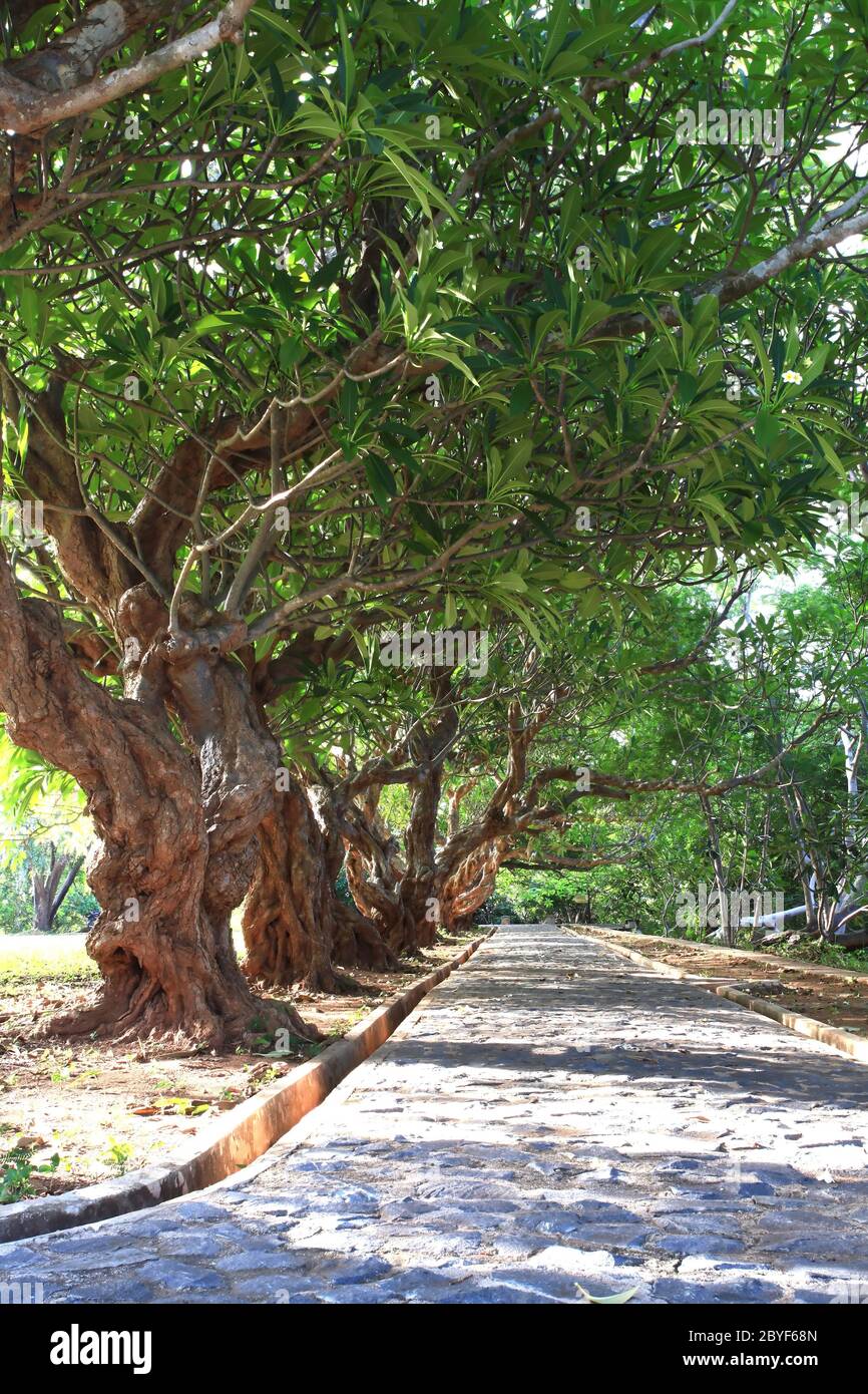 green garden trees Stock Photo - Alamy