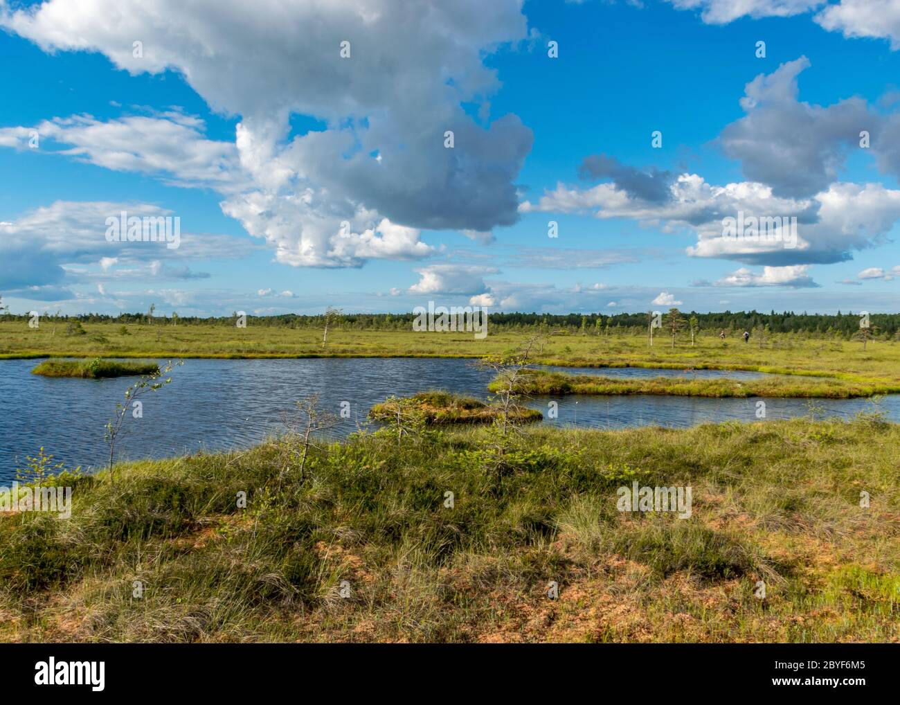 beautiful summer bog landscape with lake, moss, bog pines and birches ...