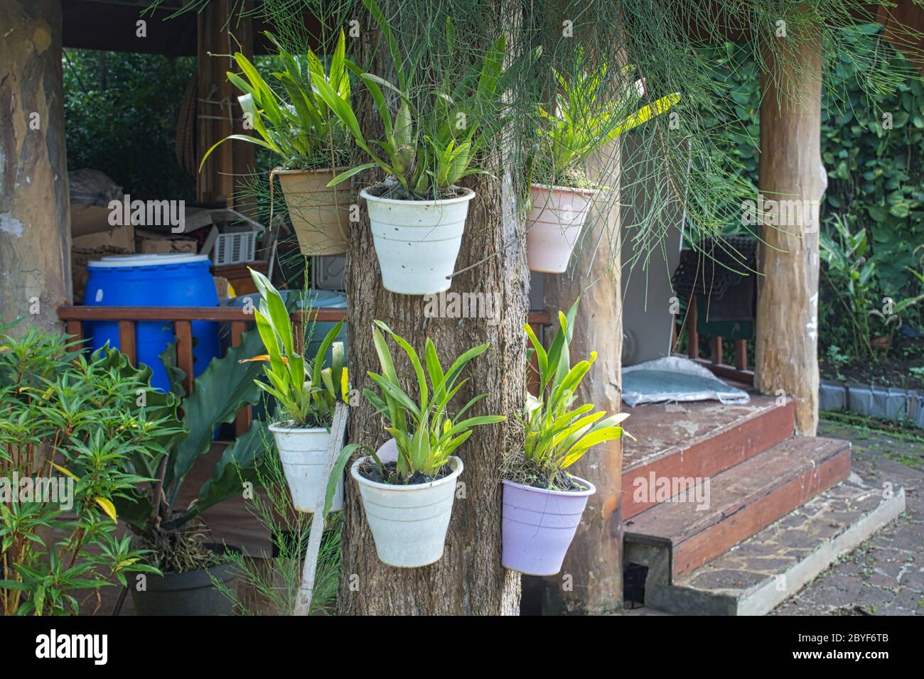 Vertical gardening with plants and flowers in pots hanging on the tree ...
