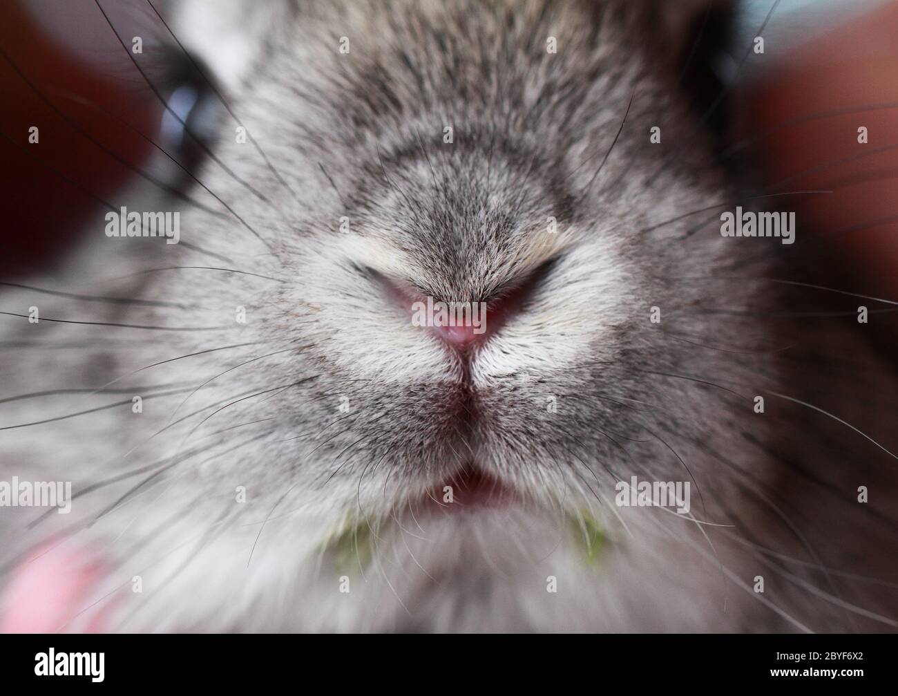Rabbit mouth and nose Stock Photo - Alamy