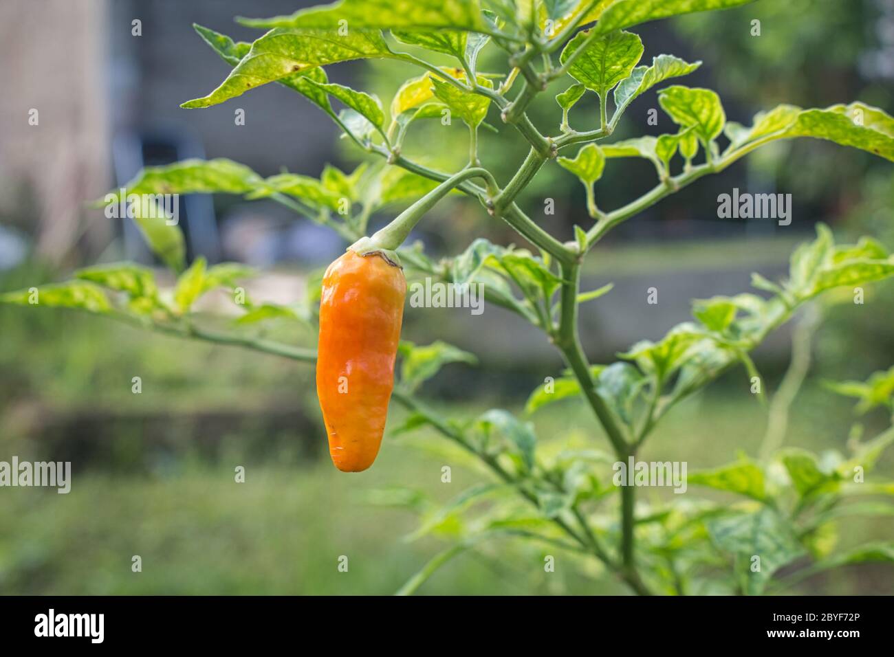 Tabasco pepper plant hi-res stock photography and images - Alamy
