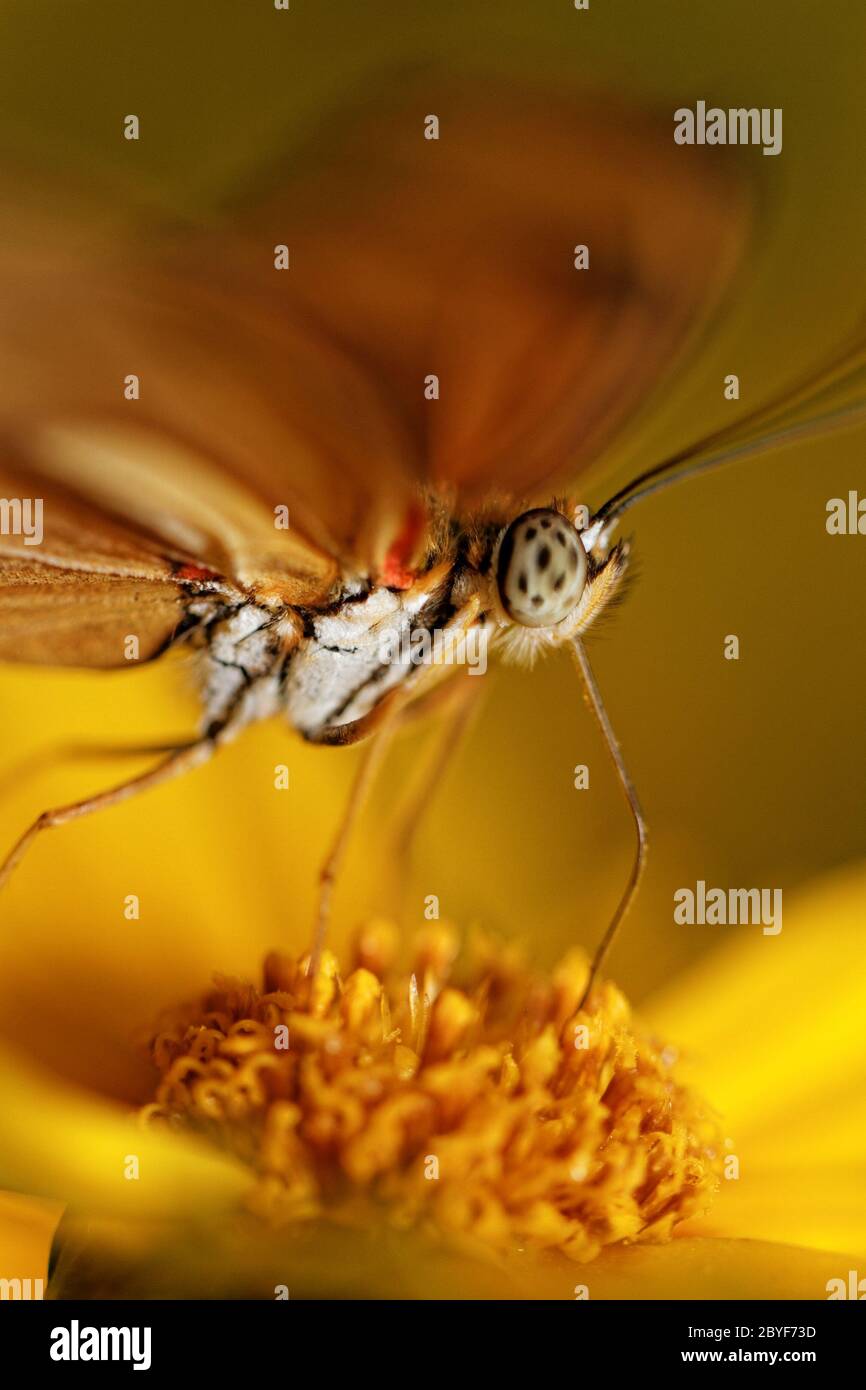 Butterfly eating orange hi-res stock photography and images - Alamy