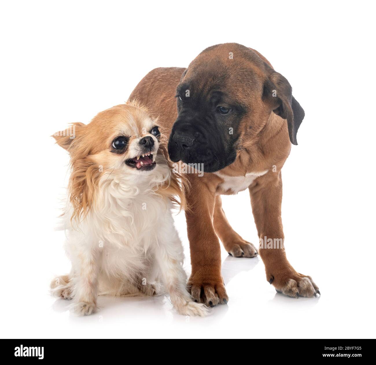 Are Italian Mastiffs Aggressive