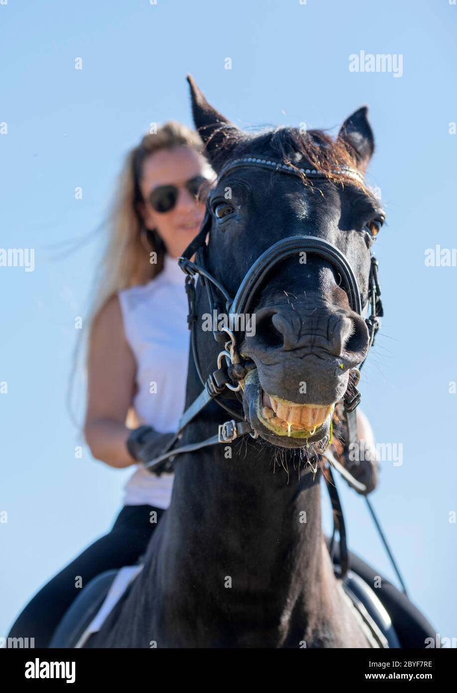 riding girl are training her black horse Stock Photo - Alamy
