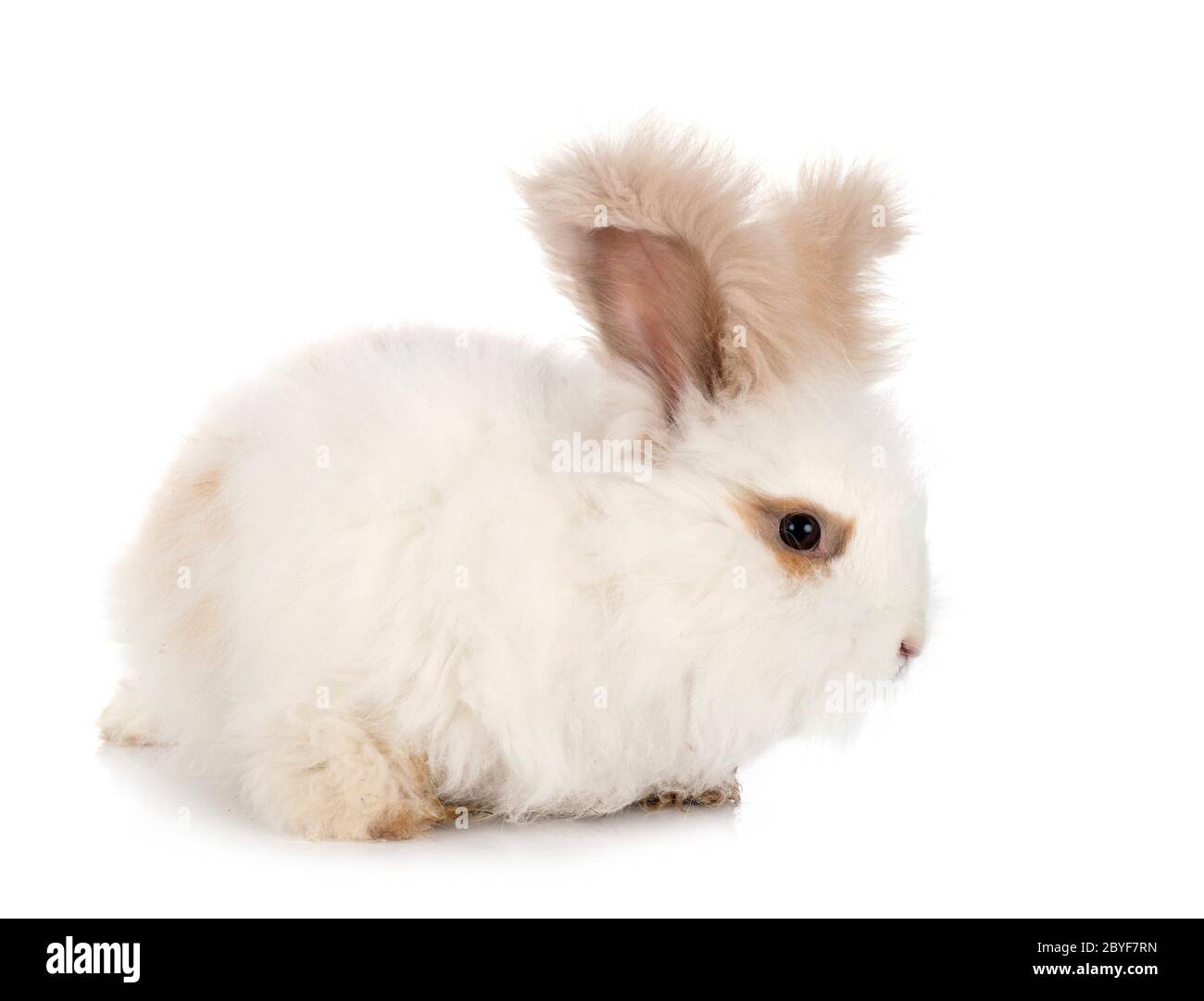 English Angora in front of white background Stock Photo - Alamy