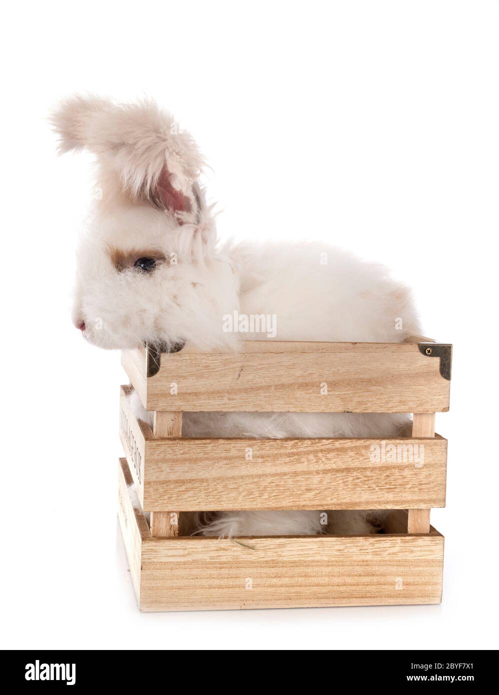 English Angora in front of white background Stock Photo - Alamy
