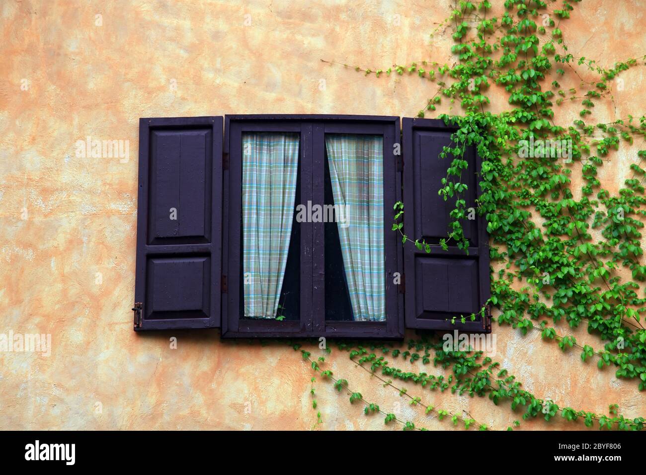 open wooden windows in Italian style with plant Stock Photo - Alamy