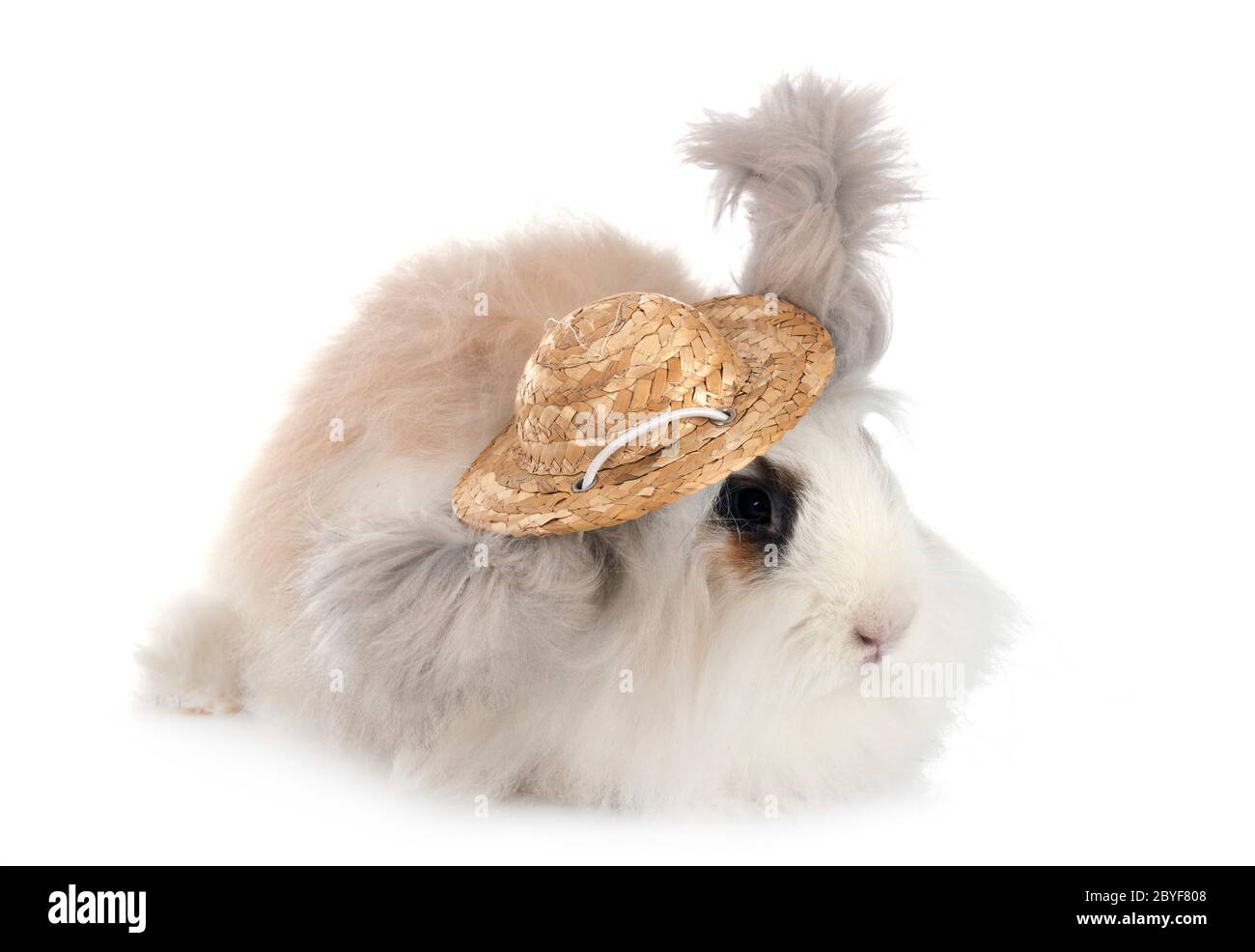 English Angora in front of white background Stock Photo - Alamy