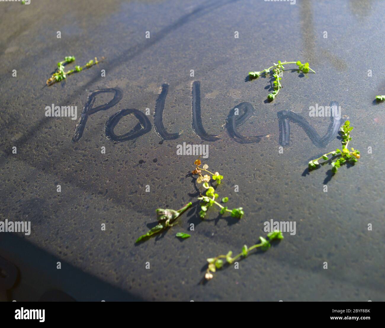 A word Pollen written on metal surface and covered with pollen and ...