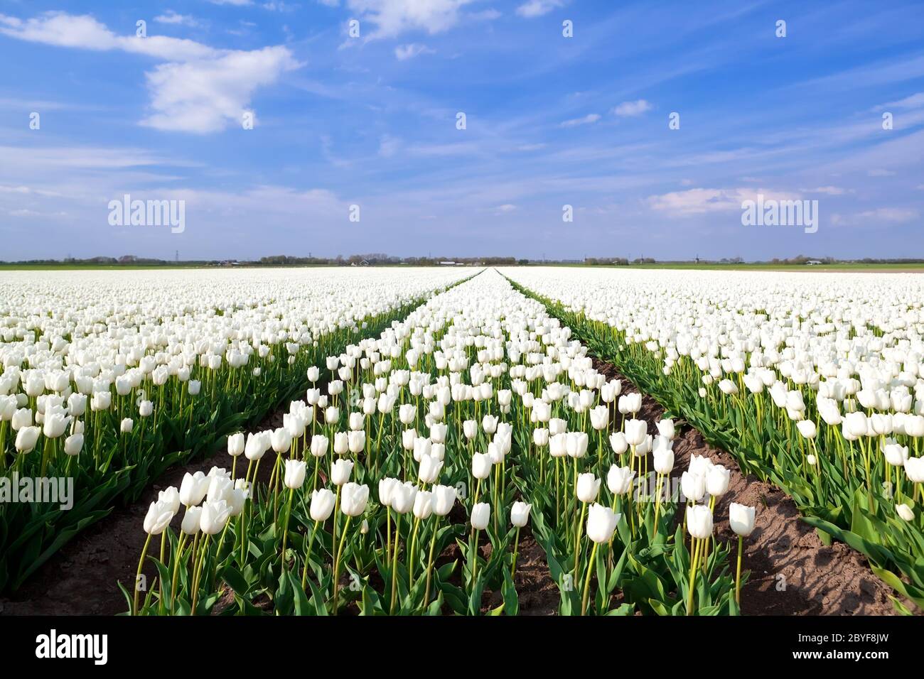 Field of white tulips in North Holland Stock Photo - Alamy