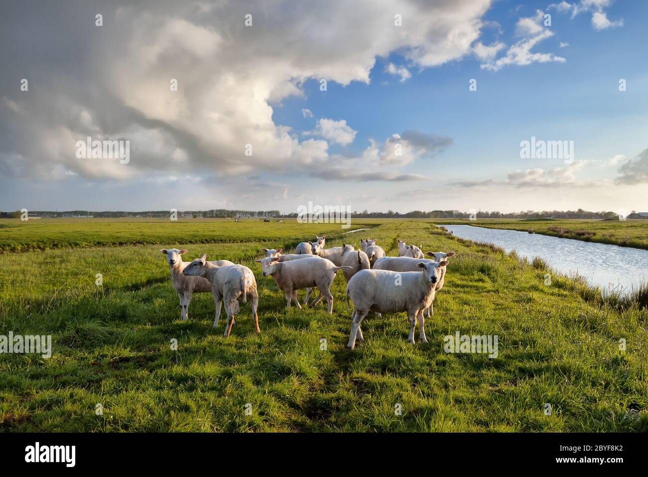 Countryside river summer sheep hi-res stock photography and images - Alamy