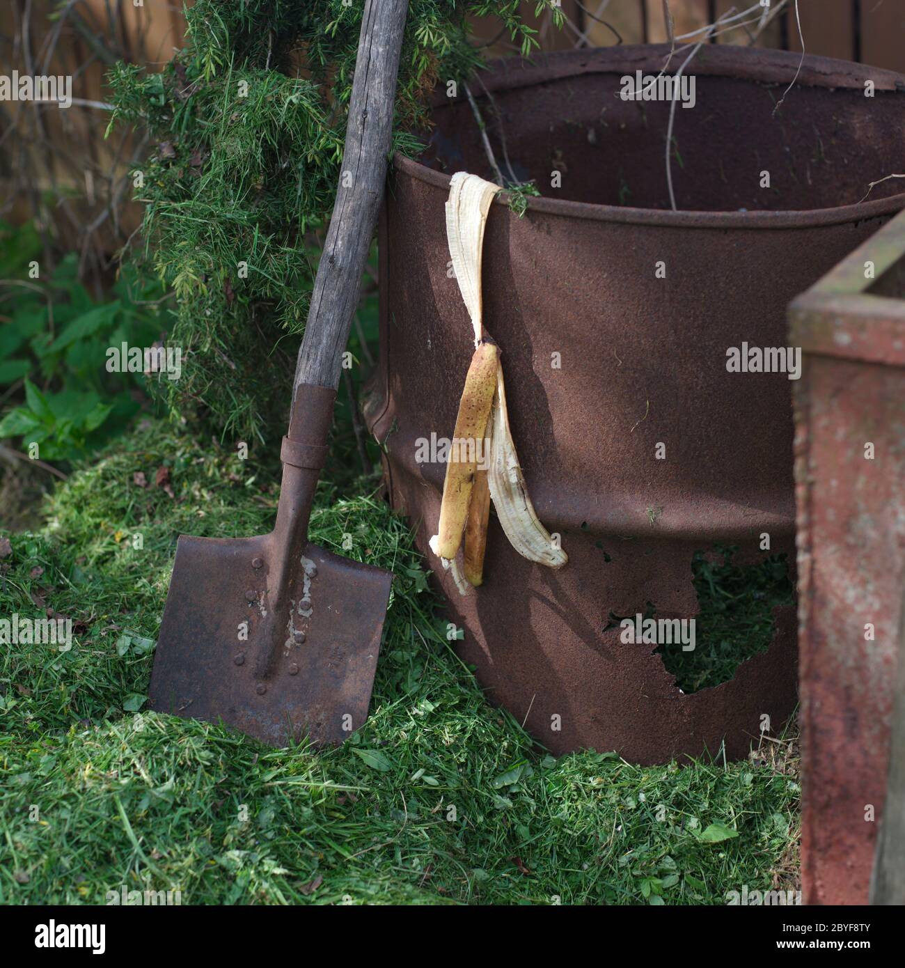 Compost heap and banana skin hanging on a metal rusty barrel Stock ...