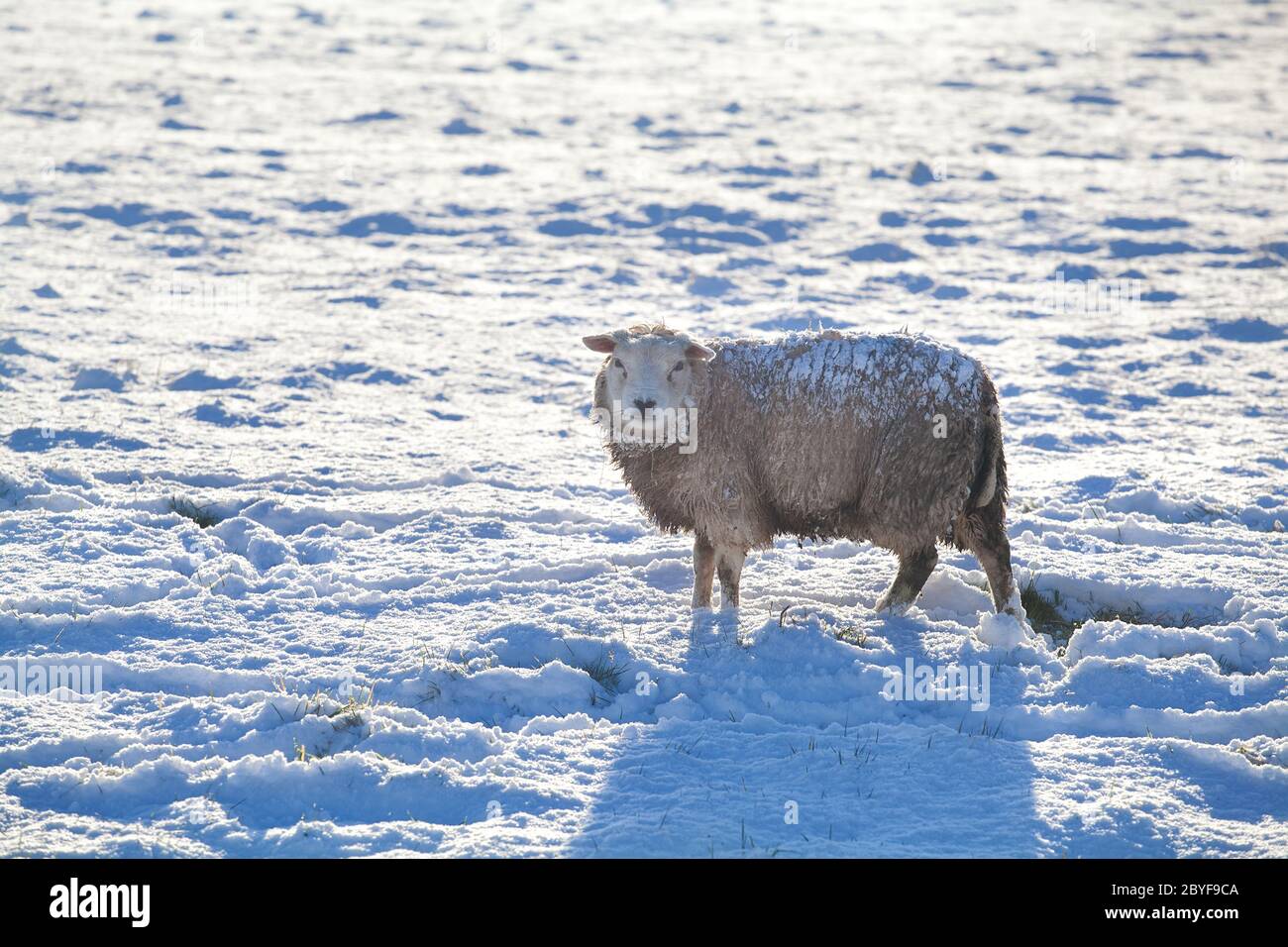 Sheep in snow hi-res stock photography and images - Alamy