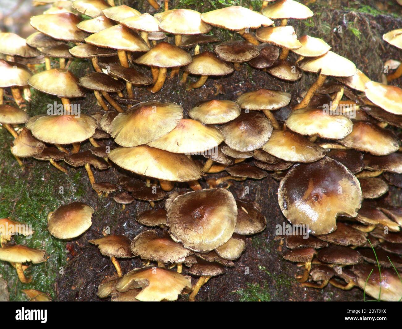 Clustered head hi-res stock photography and images - Alamy
