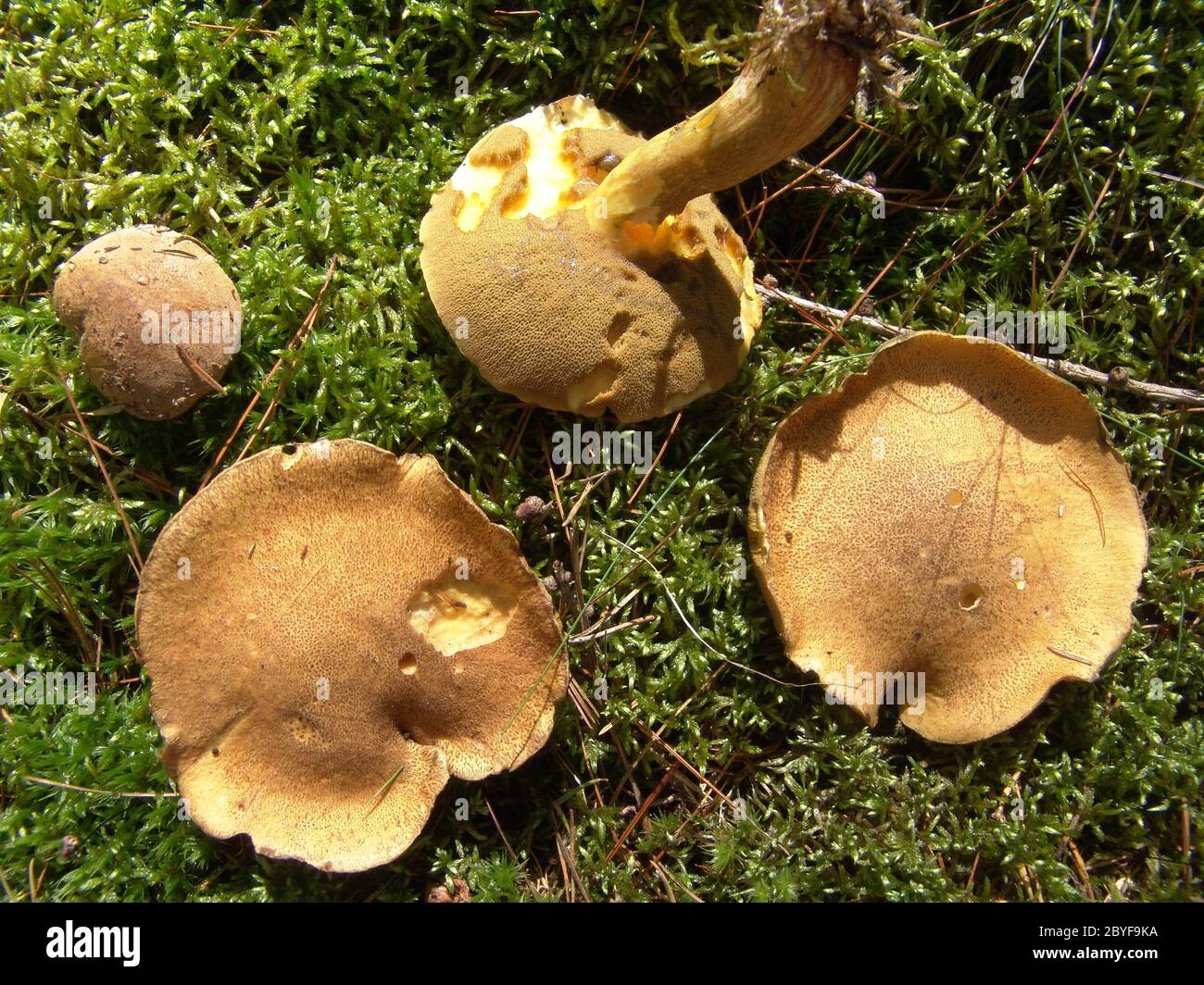 Tube fungi hi-res stock photography and images - Alamy