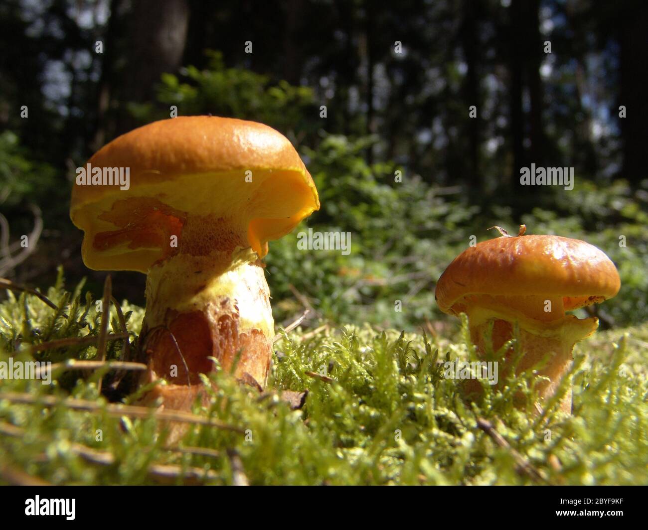 Inell hi-res stock photography and images - Alamy