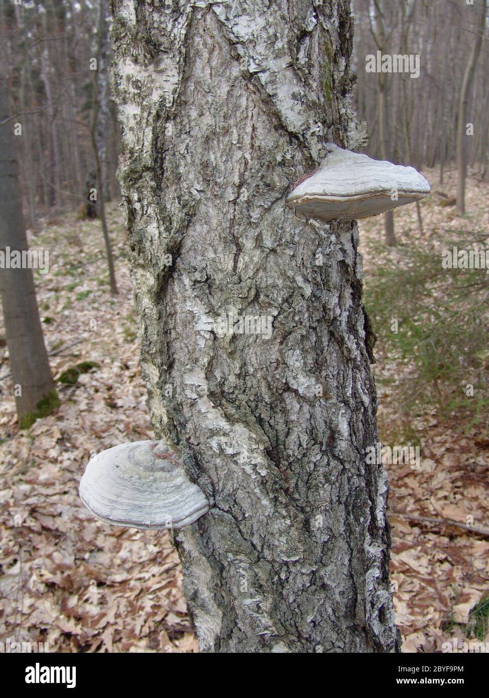 Tree sponge fungi hi-res stock photography and images - Alamy