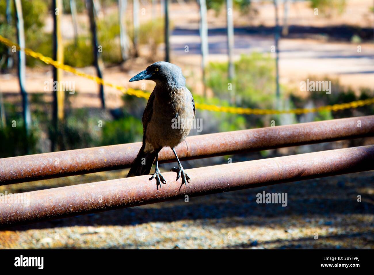 Currawong bird hi-res stock photography and images - Alamy